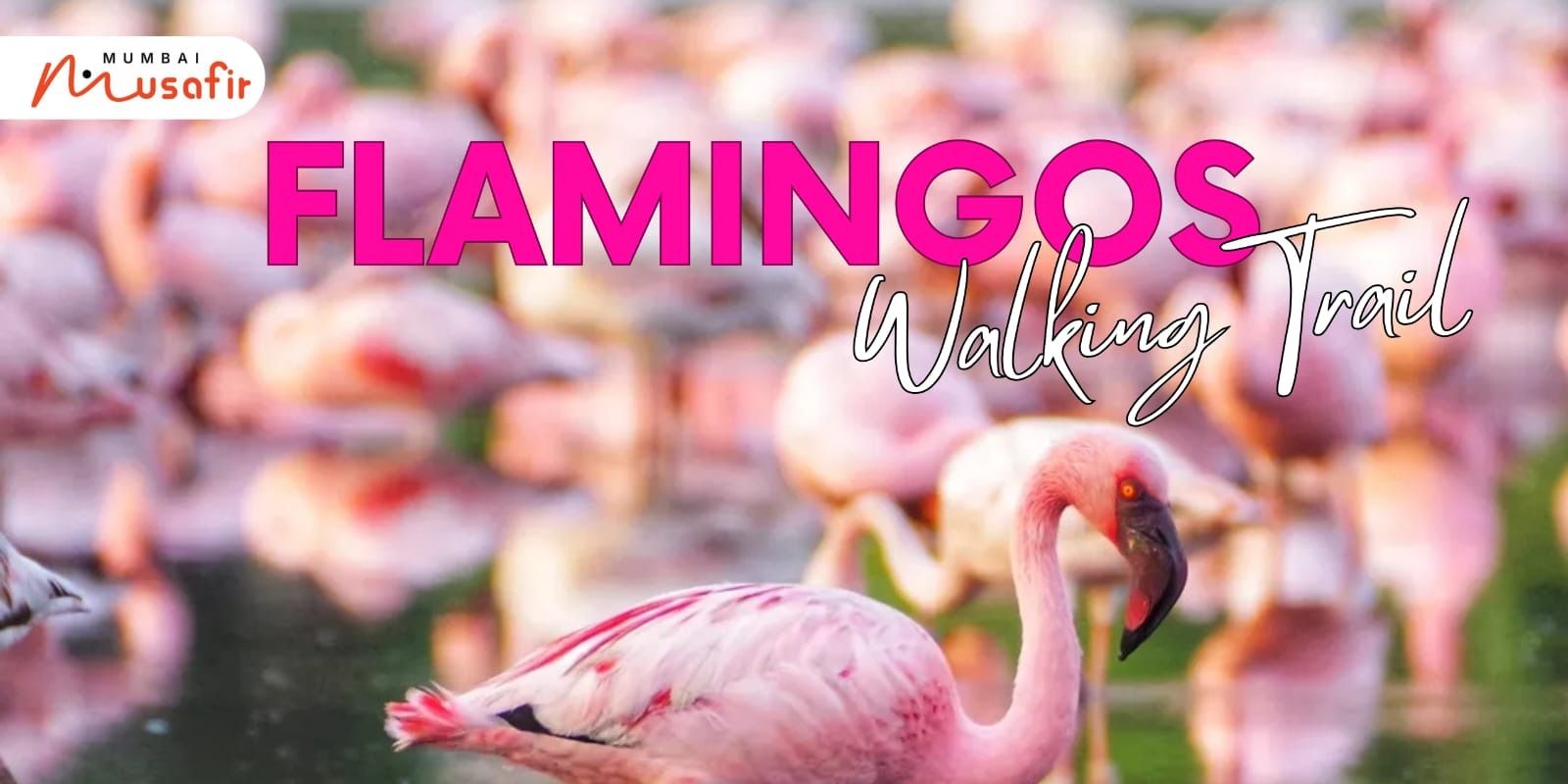 Flamingos Walking Trail | adventure Tickets Mumbai - BookMyShow