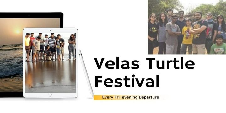 Velas Turtle Festival | adventure Tickets Ahmednagar - BookMyShow
